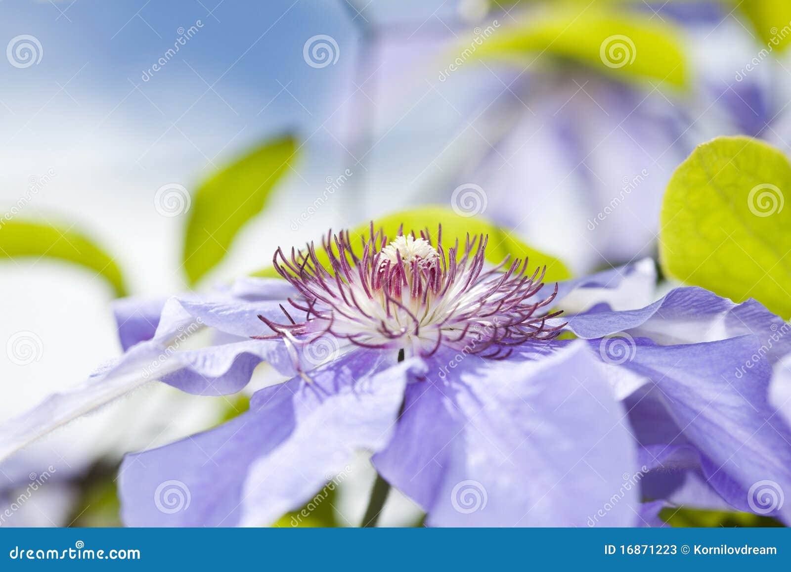 Clematis blue flower stock image. Image of beauty, fine - 16871223