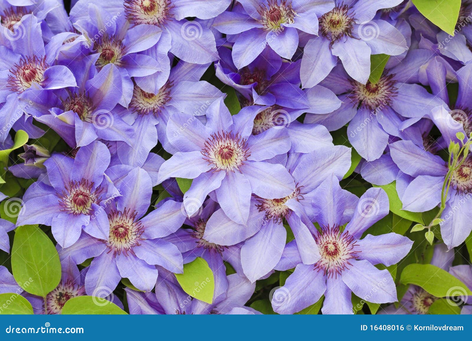 Clematis blue flowers stock photo. Image of attractive - 16408016