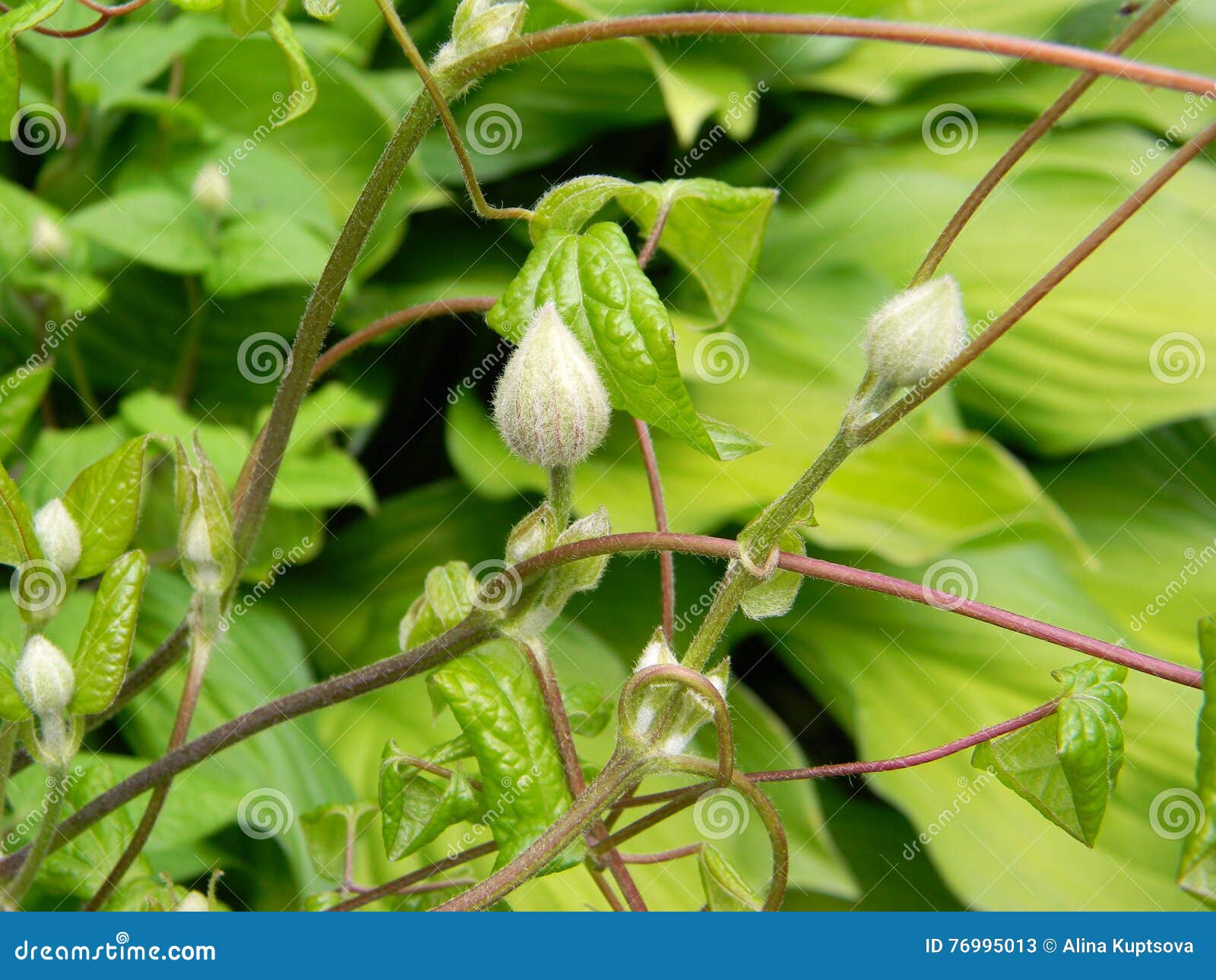 Clematis Buds with Green Leaves on a Background Stock Image - Image of ...