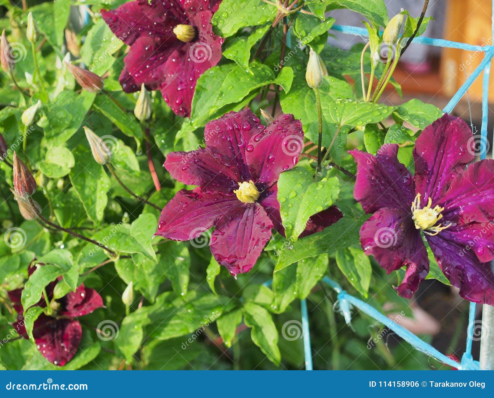Clematis Bush, Covered with Erect Buds. Buds Covered with Dew Stock ...