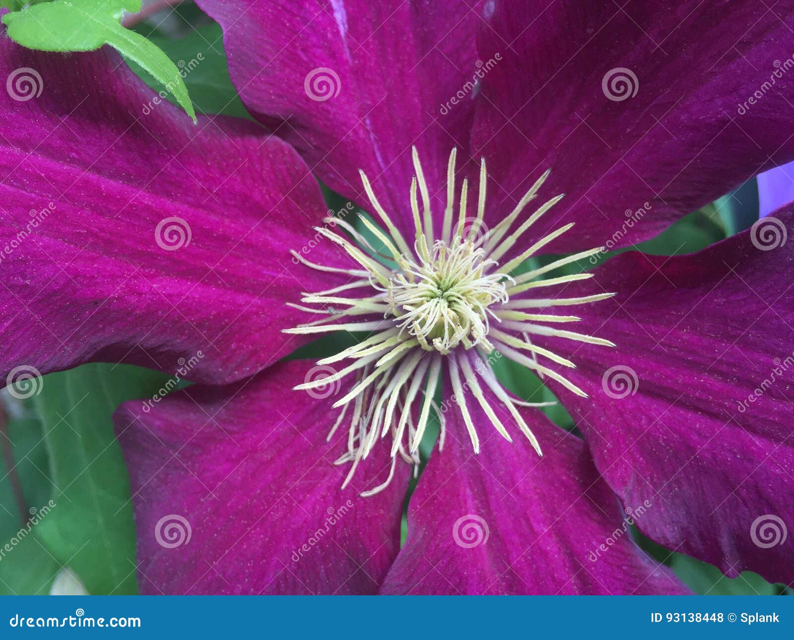 Clematis Close Up stock photo. Image of garden, color - 93138448