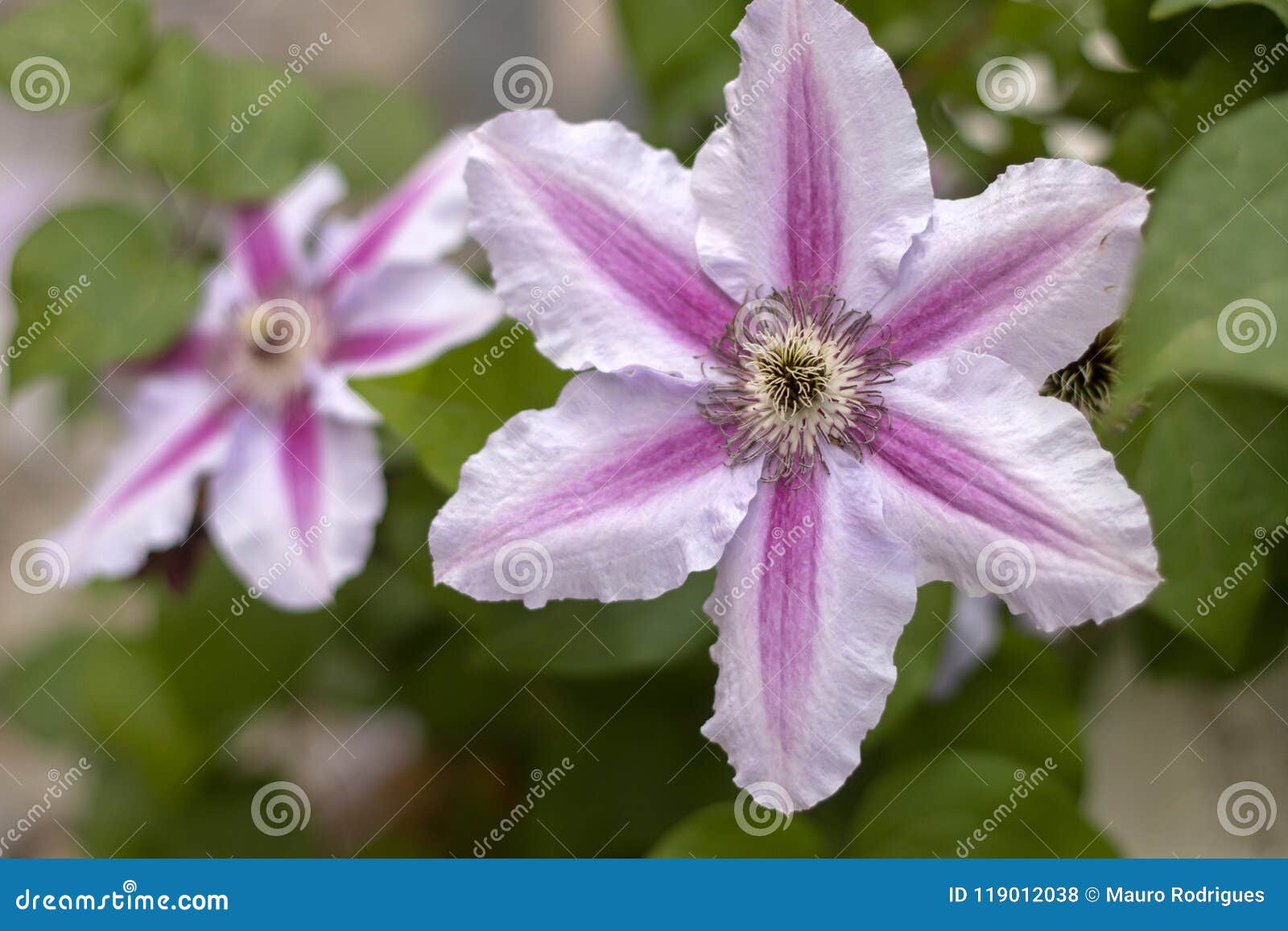 Clematis florida flower stock photo. Image of bloom - 119012038