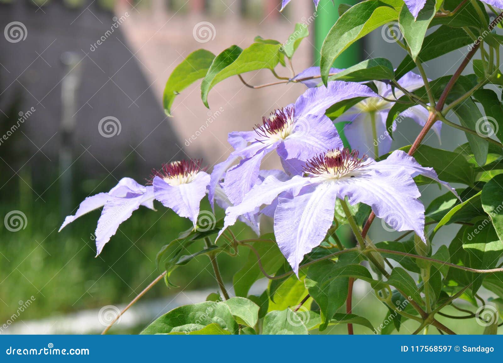 Clematis florida stock image. Image of flowers, branch - 117568597