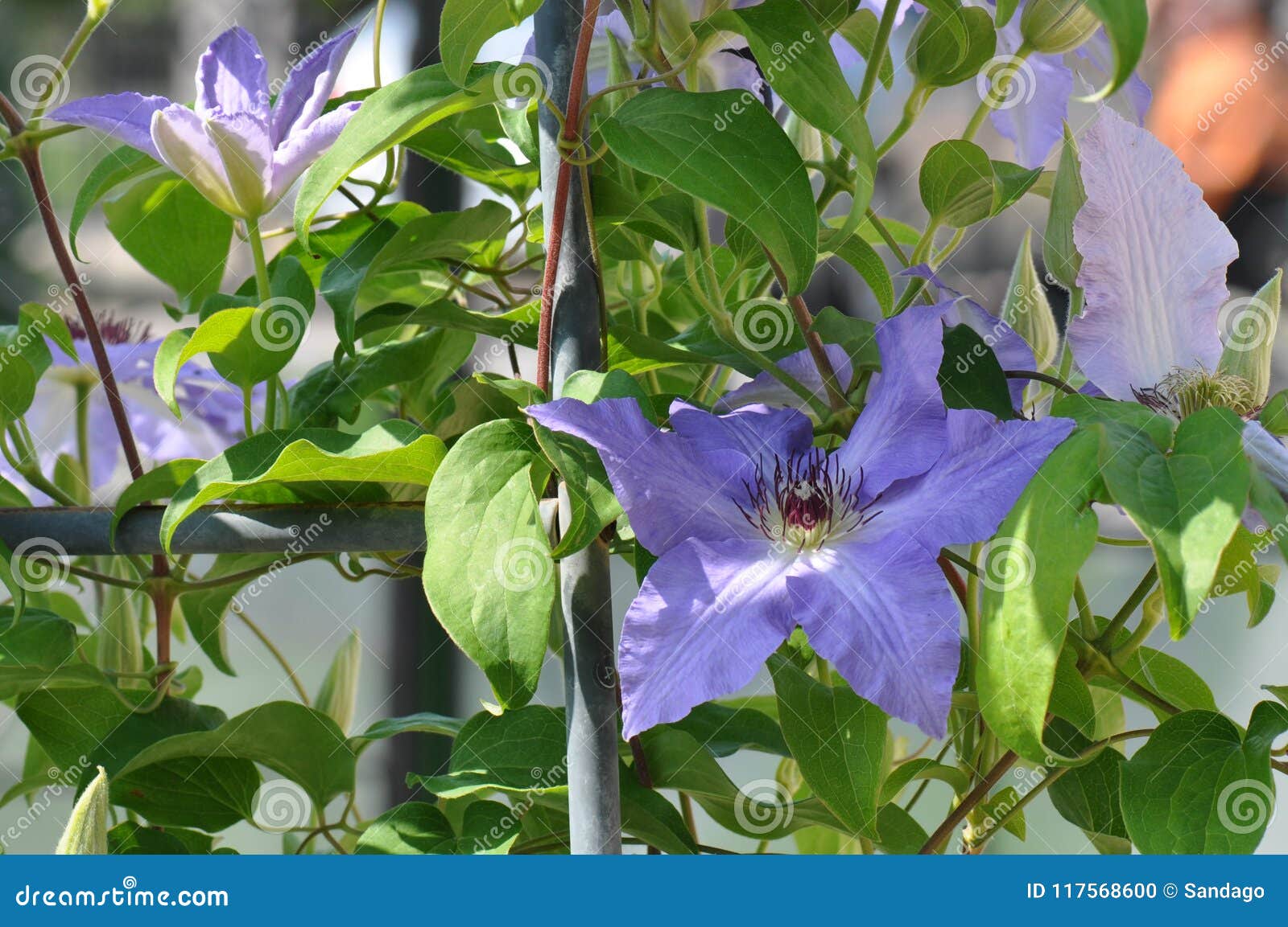 Clematis florida stock photo. Image of beautiful, buds - 117568600