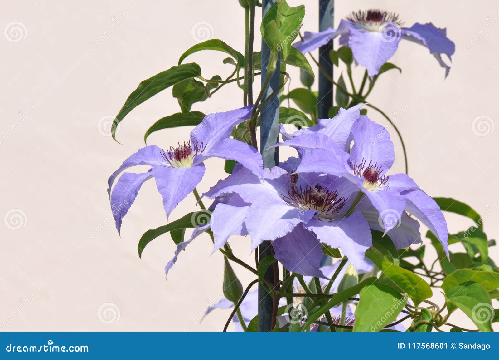 Clematis florida stock image. Image of flower, clematis - 117568601