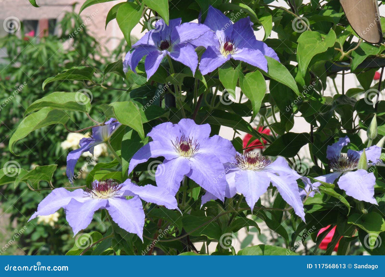 Clematis florida stock image. Image of buds, biodiversity - 117568613