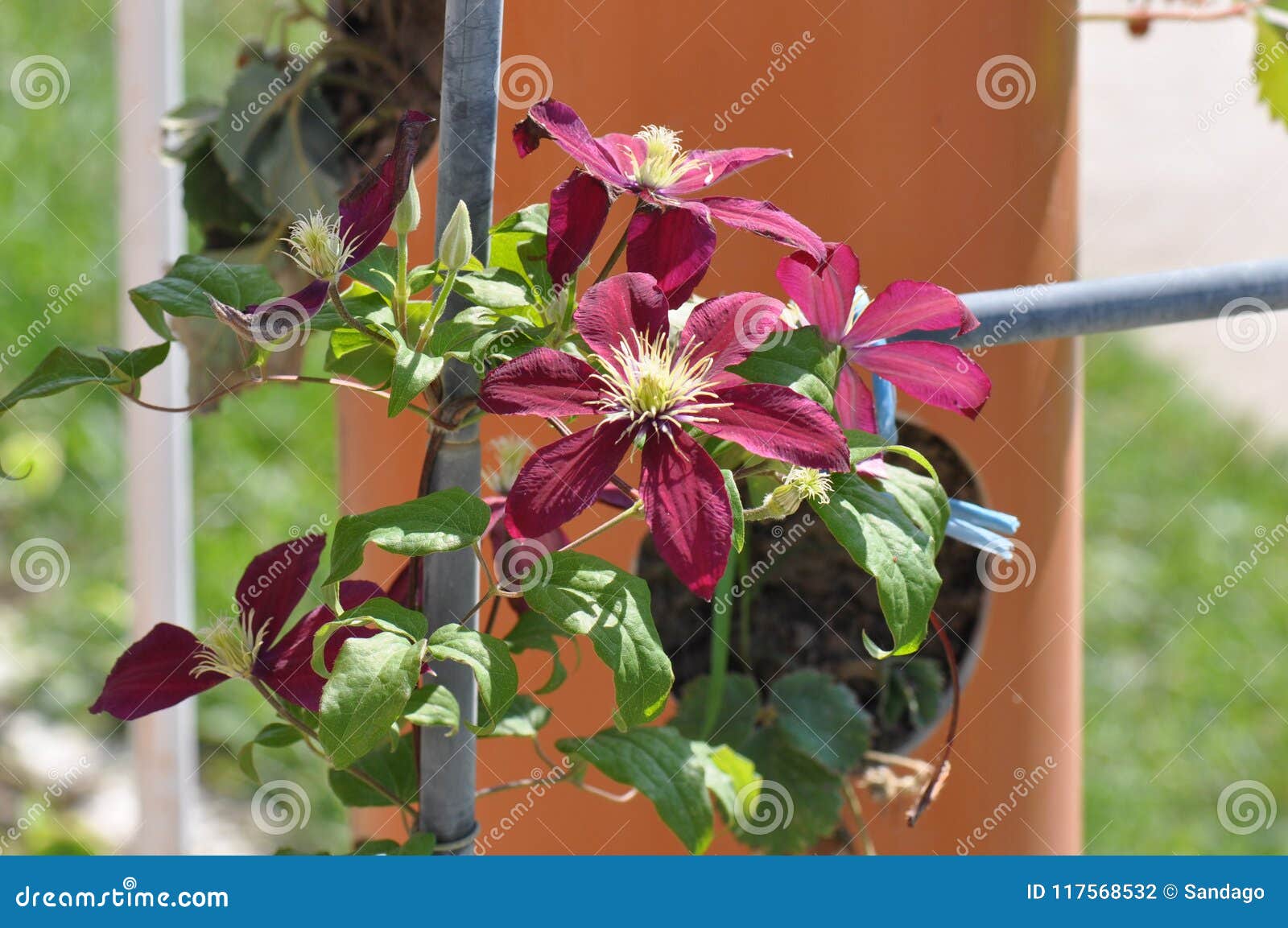 Clematis florida stock photo. Image of florida, close - 117568532