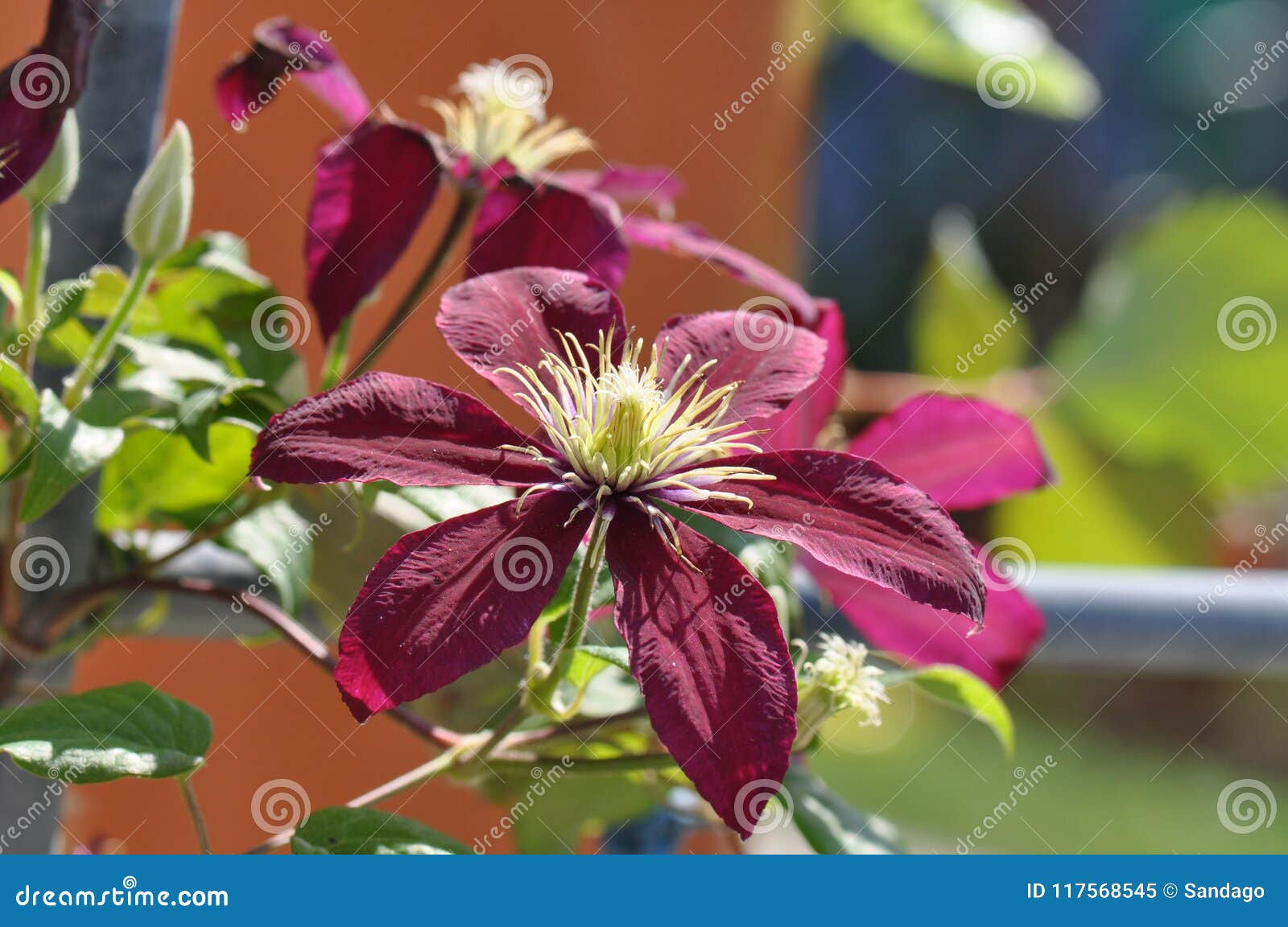 Clematis florida stock image. Image of branch, flower - 117568545