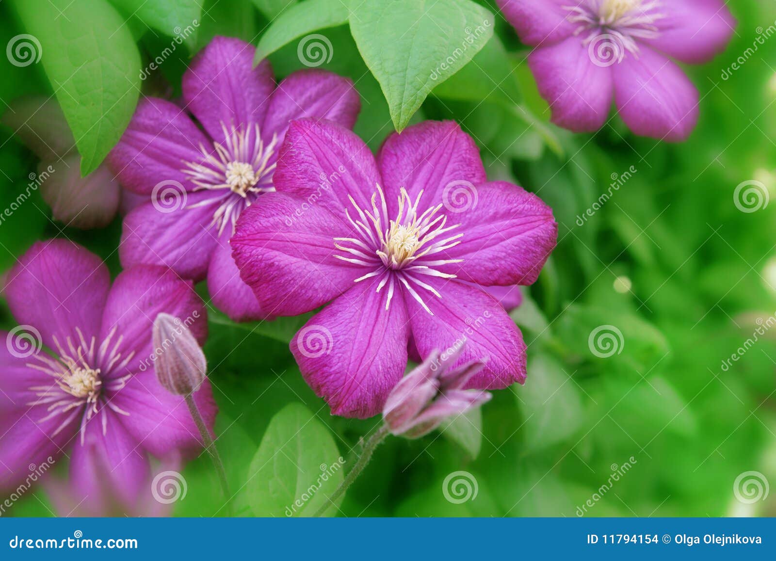 Clematis flower stock photo. Image of summer, colorful - 11794154