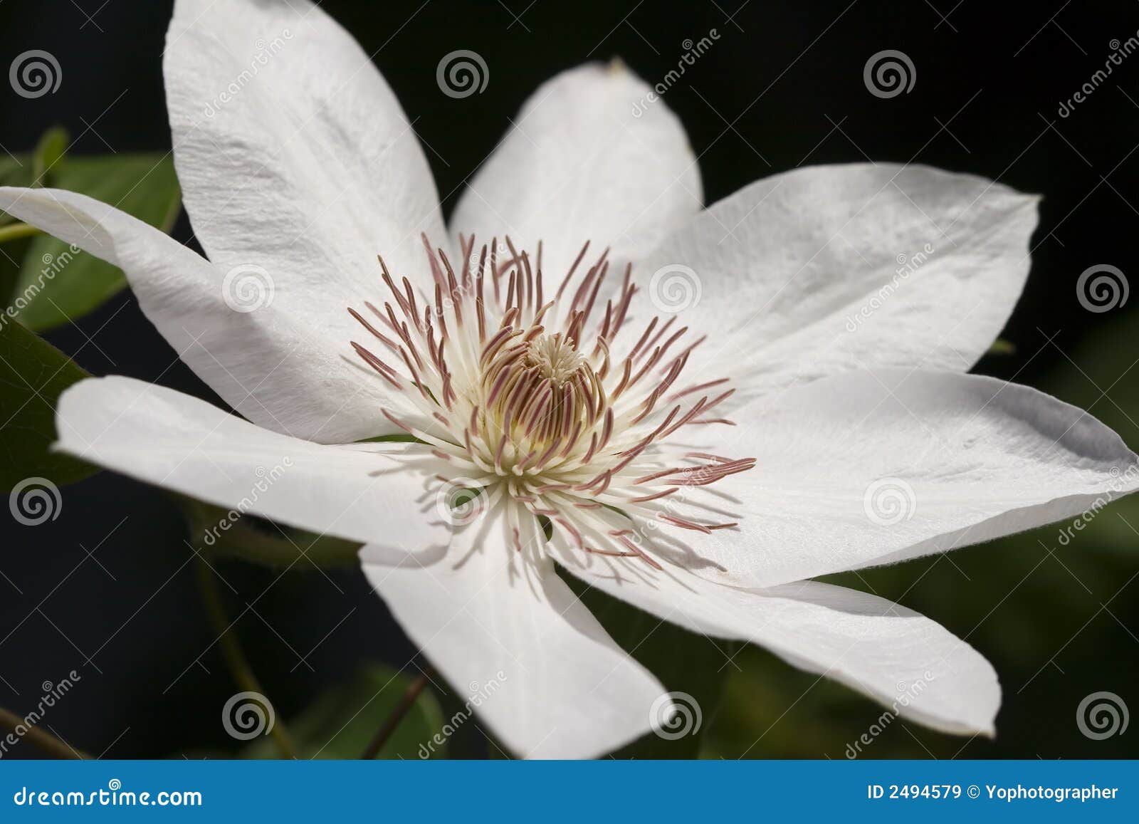 Clematis flower stock image. Image of natural, floral - 2494579