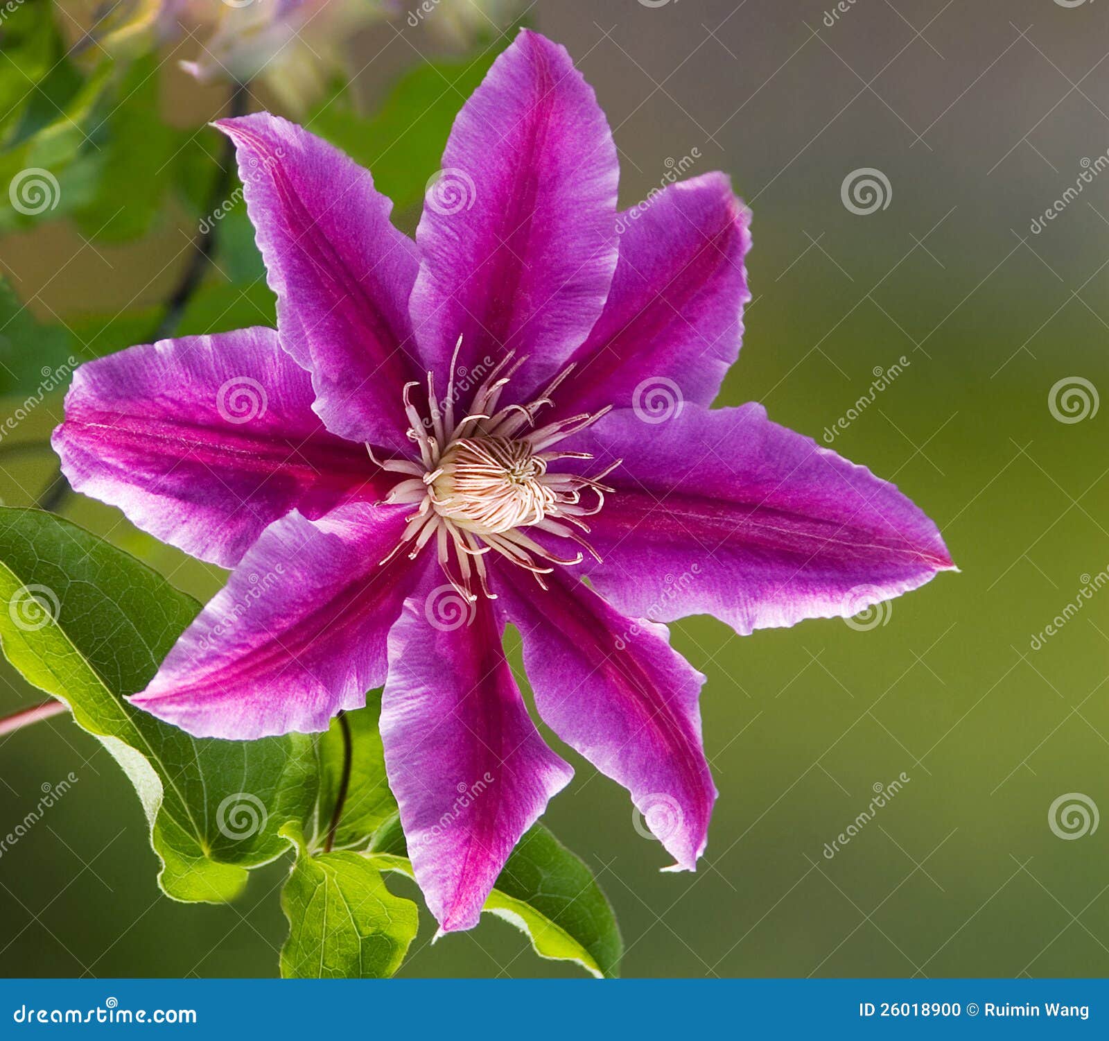 Clematis Flower stock photo. Image of design, climber - 26018900