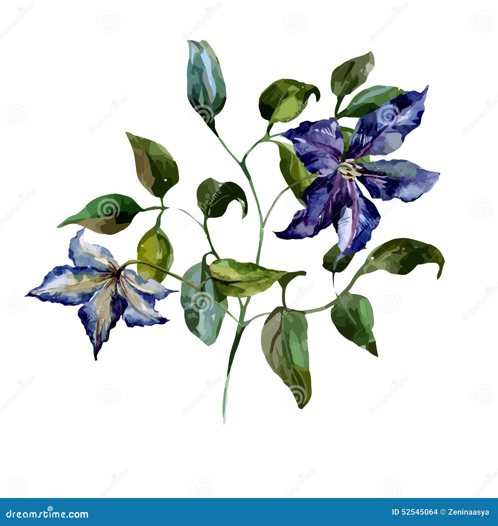 Clematis flower stock vector. Illustration of flowers - 52545064