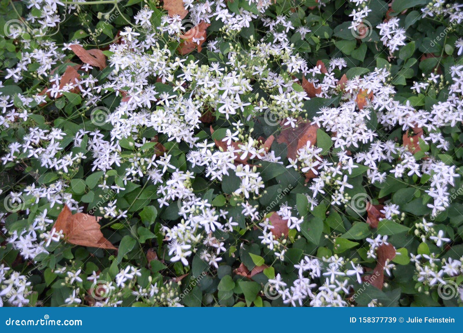 Clematis Flowers stock image. Image of clematis, fragrant - 158377739
