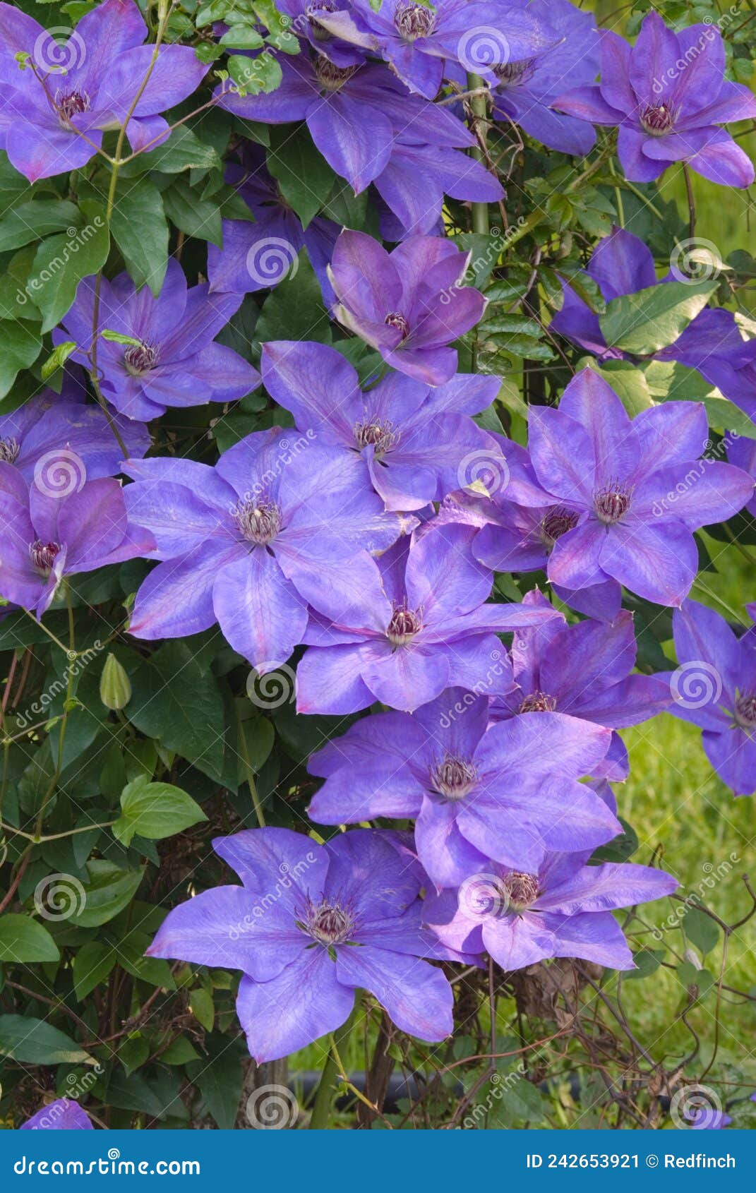 Clematis Flowers - Elsa Spath Stock Image - Image of clematis, vivid ...