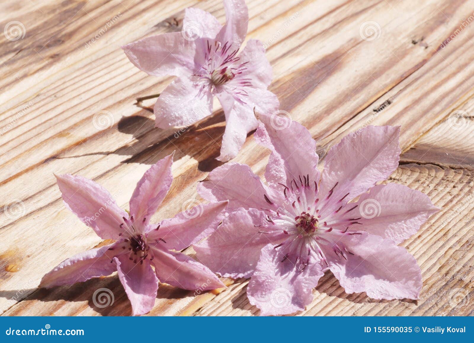 Clematis Flowers on a Wooden Table Stock Image - Image of drop, spring ...