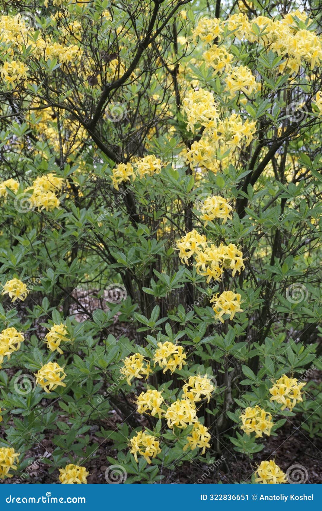 Clematis Flowers are Yellow. Spring and Summer and Its Shapes Stock ...