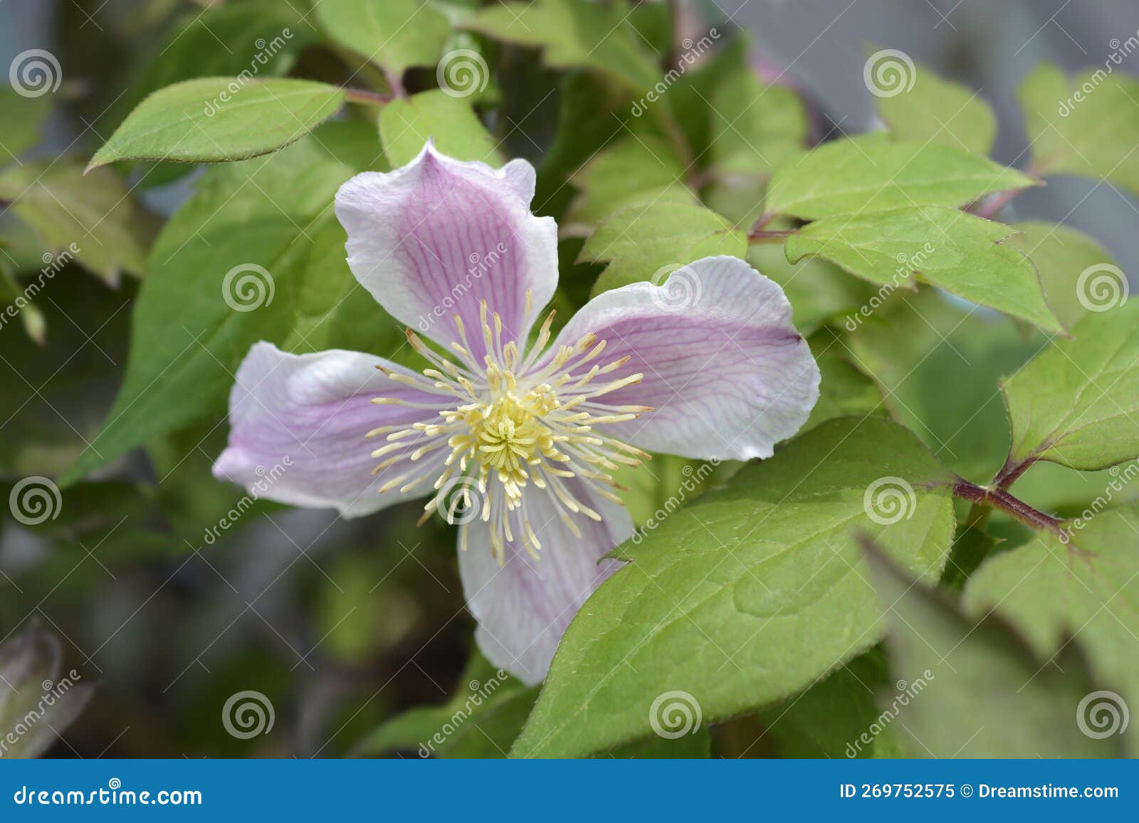 Clematis Fragrant Spring stock image. Image of flower - 269752575