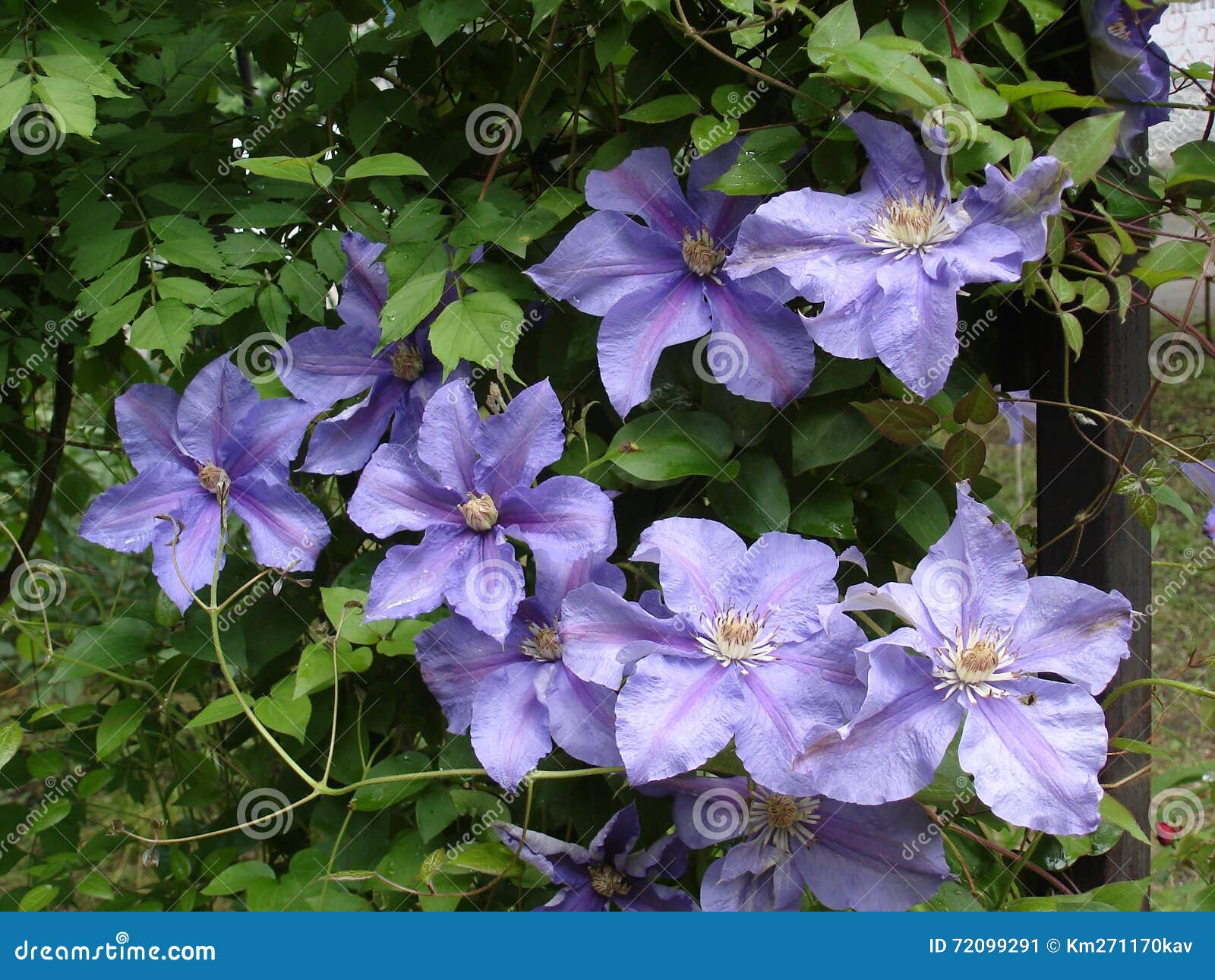 Clematis Kamila Purple Flowers Stock Image - Image of flower, kamila ...