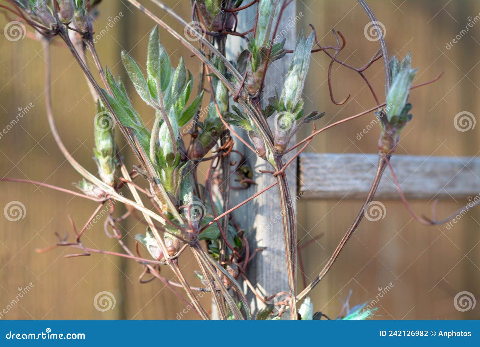 Clematis leaves stock photo. Image of clematis, spring - 242126982