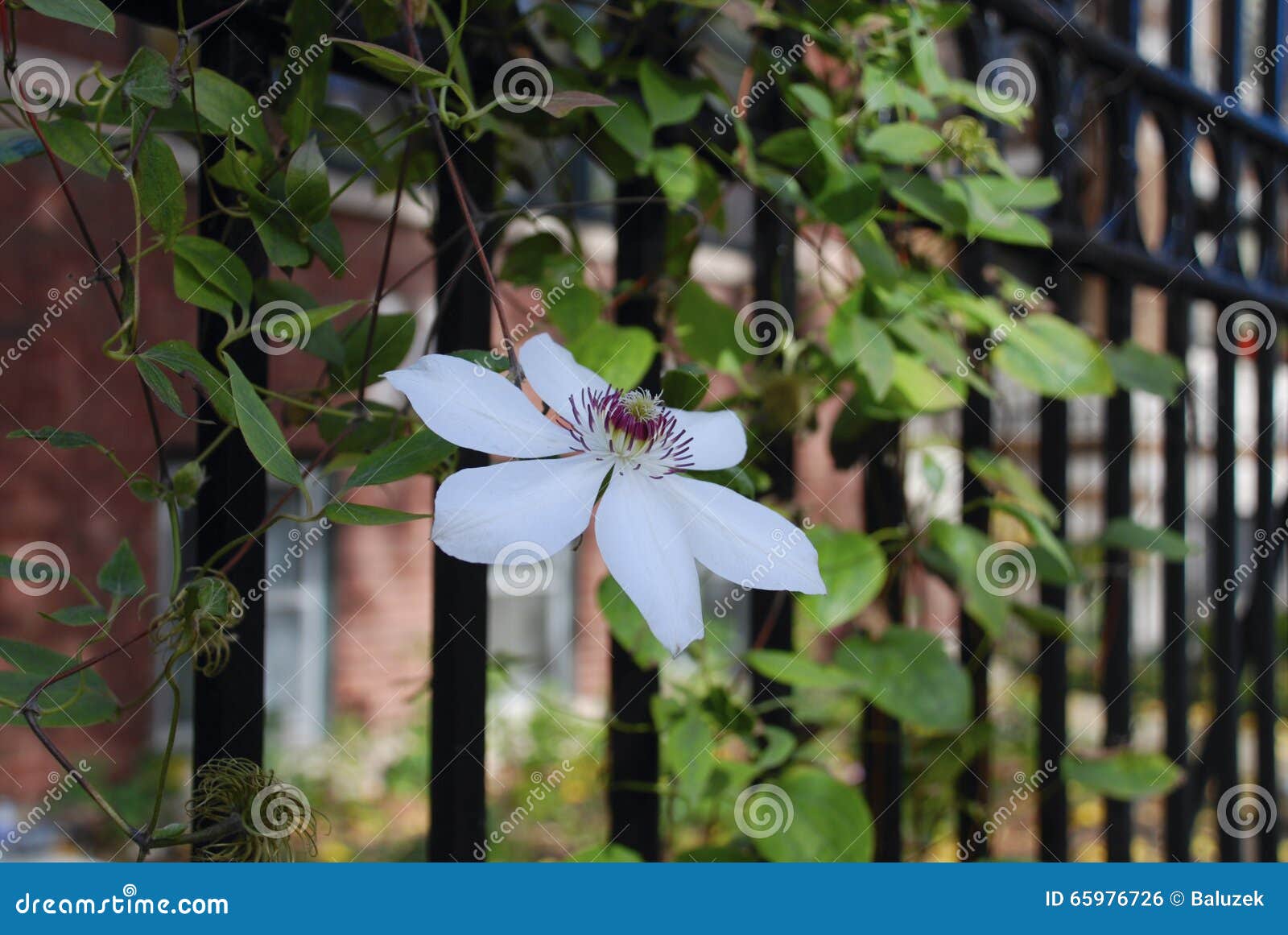Clematis Miss Bateman stock photo. Image of nature, colorful - 65976726