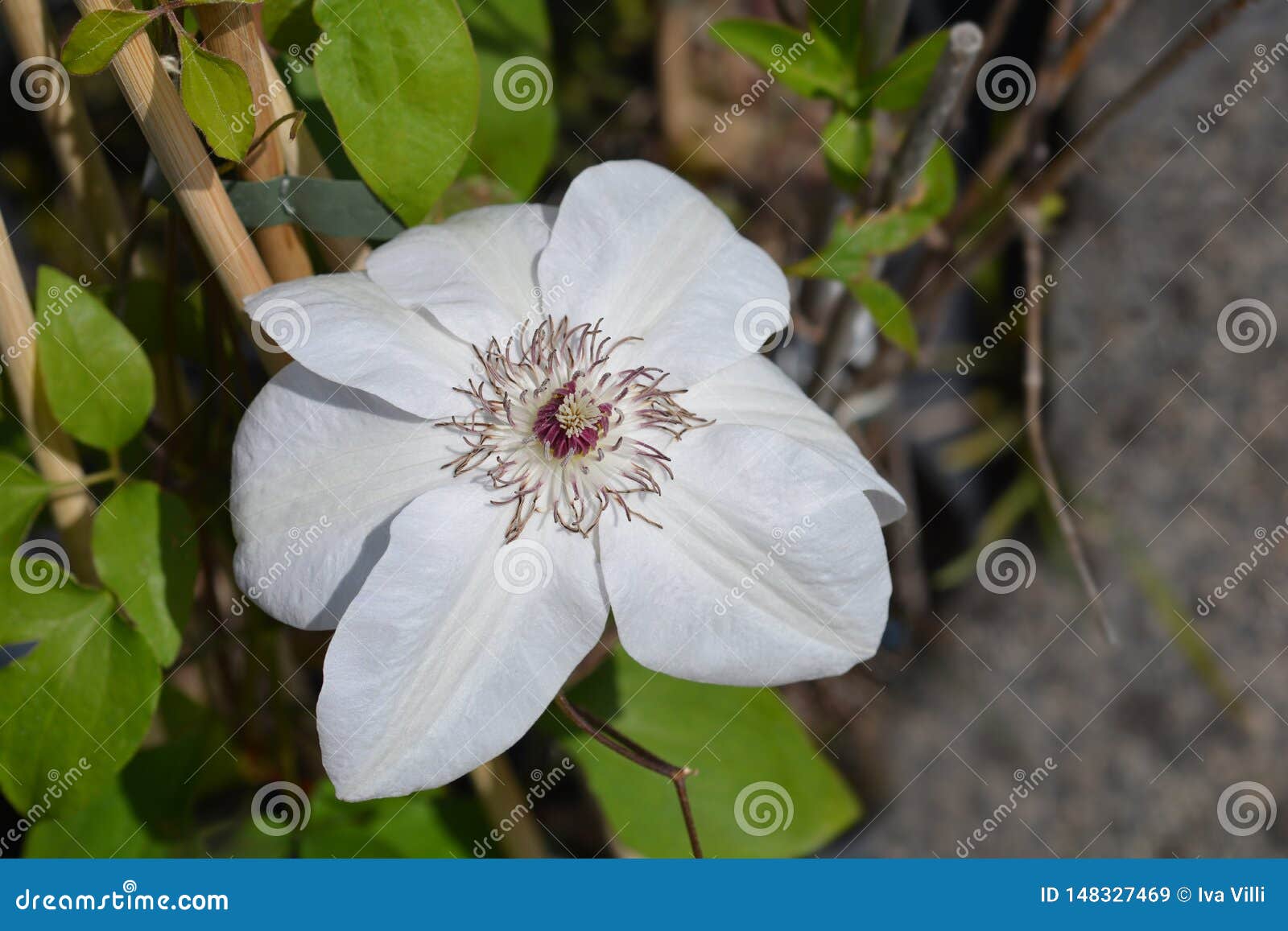 Clematis Miss Bateman stock image. Image of nature, white - 148327469