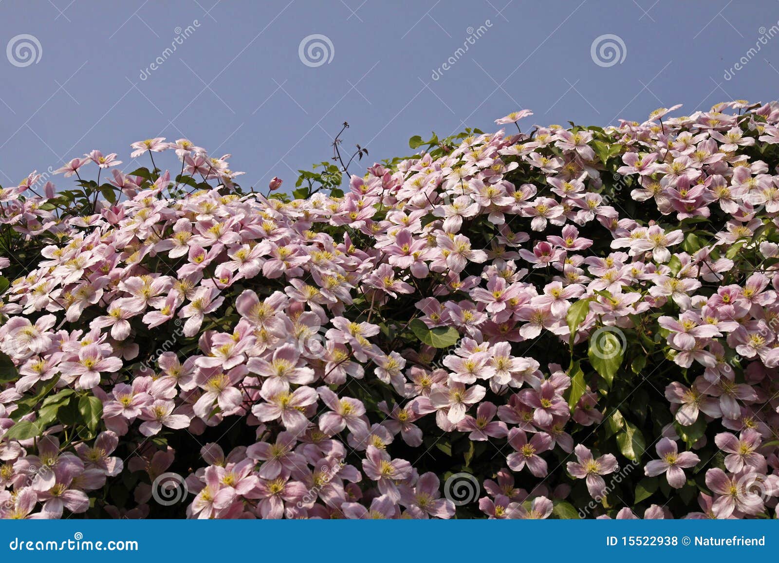 Clematis Montana, Wall Flower in Spring Stock Photo - Image of spring ...