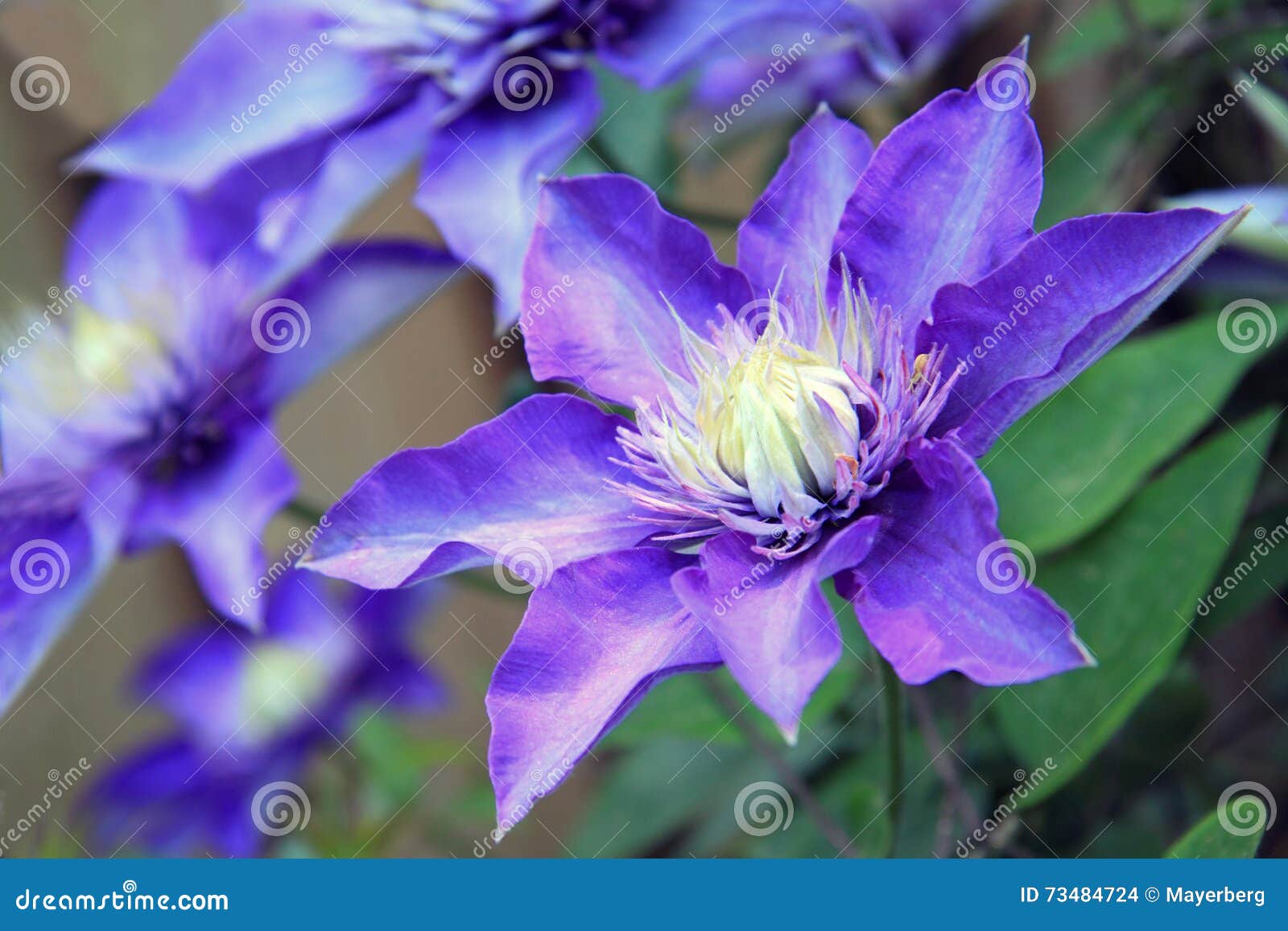 Clematis multi blue stock photo. Image of flower, perennial - 73484724