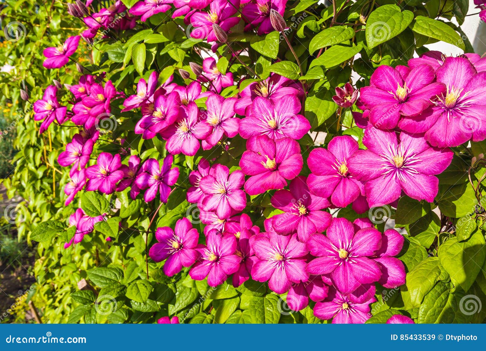 Clematis Pink Delight Stock Photos - Free & Royalty-Free Stock Photos ...