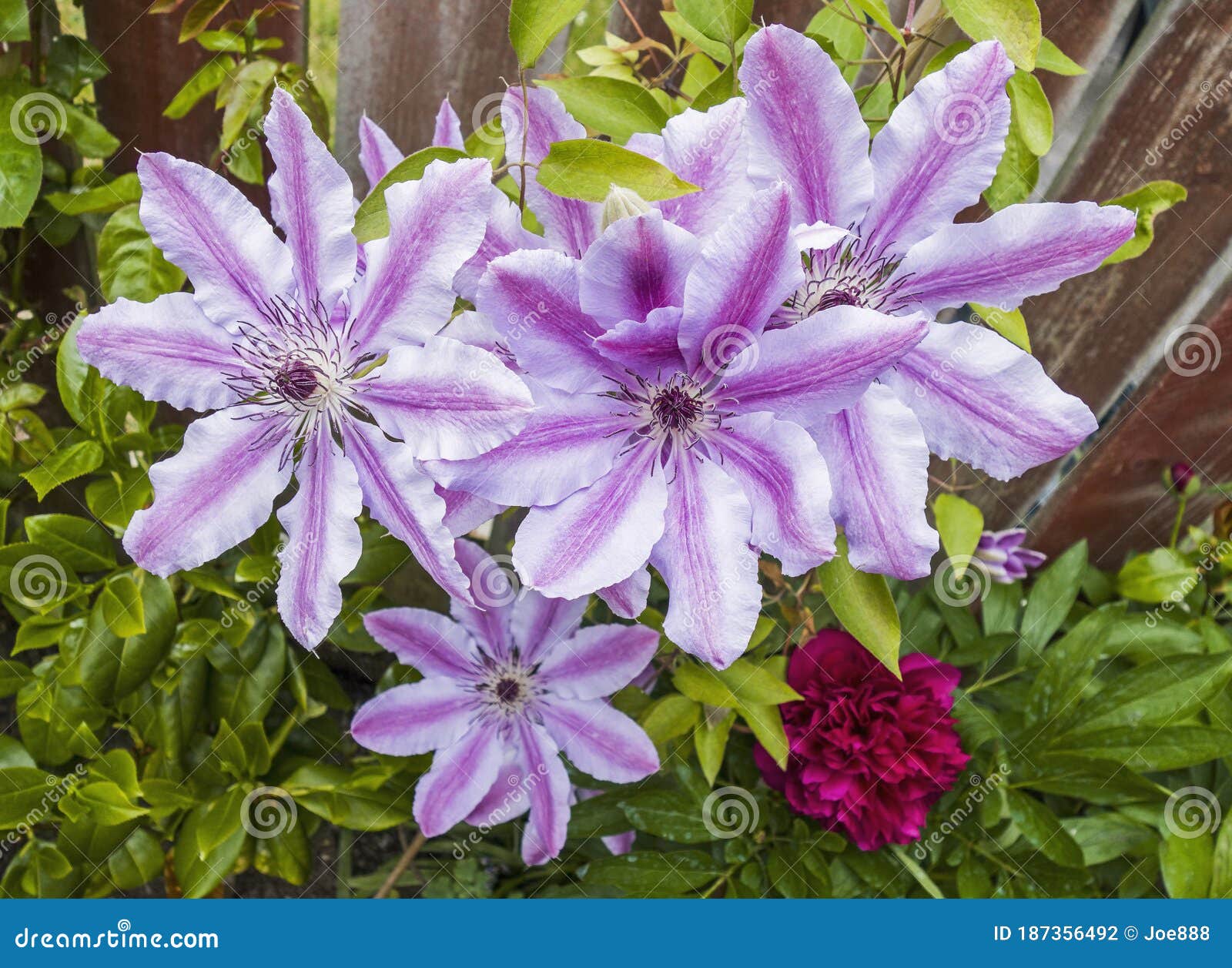 Clematis Plant Flowering in a UK Garden Stock Photo - Image of garden ...