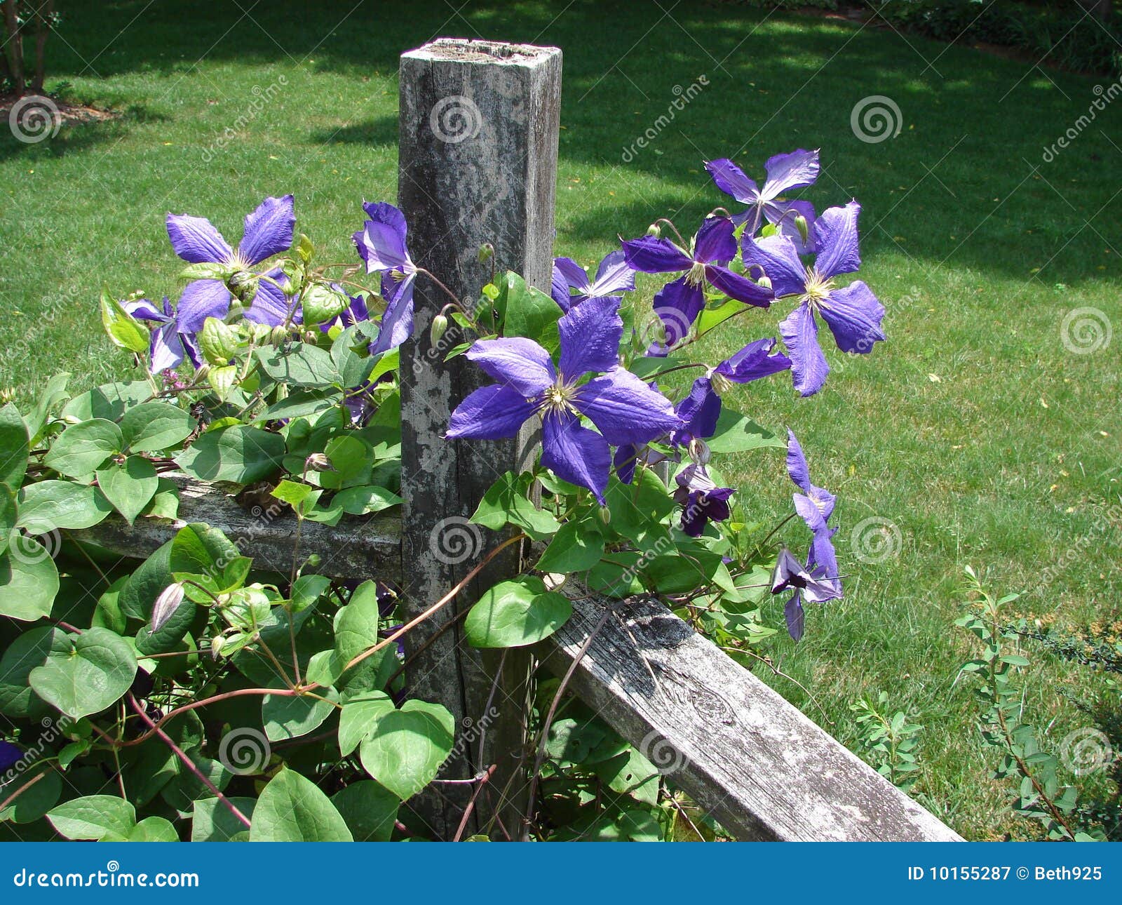 Clematis-Rebe auf Zaun stockbild. Bild von purpurrot - 10155287
