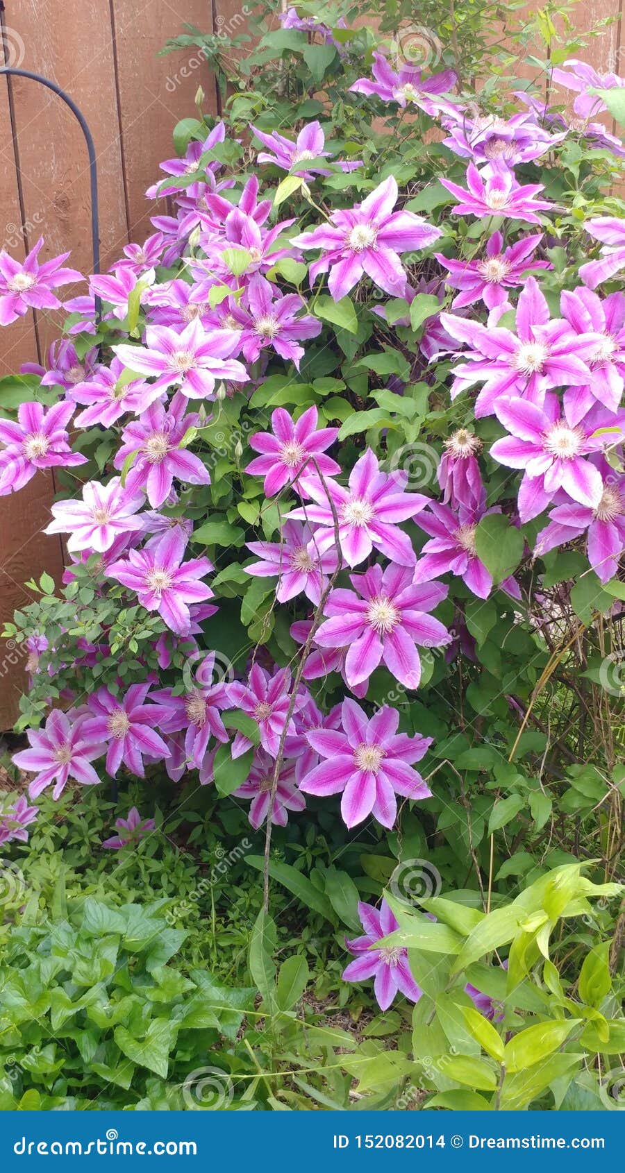 Clematis foto de stock. Imagem de clematite, consideravelmente - 152082014