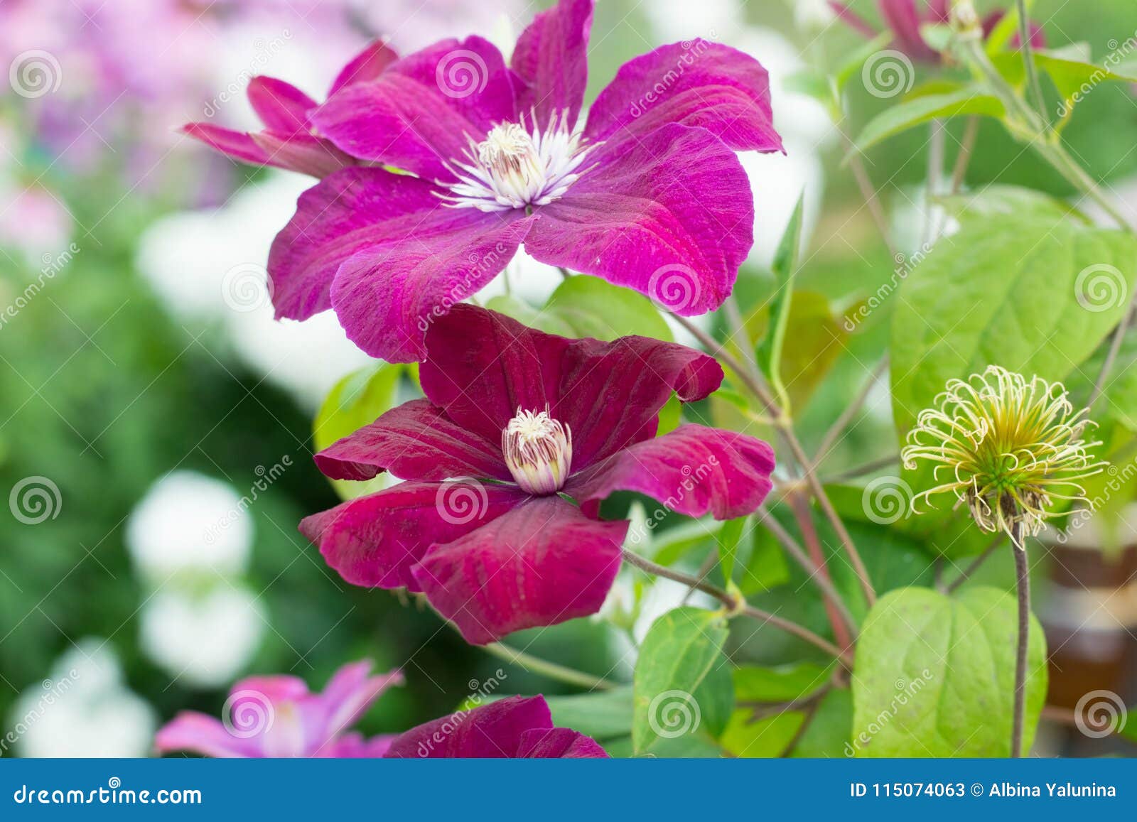Clematis Rouge Cardinal stock image. Image of bloom - 115074063