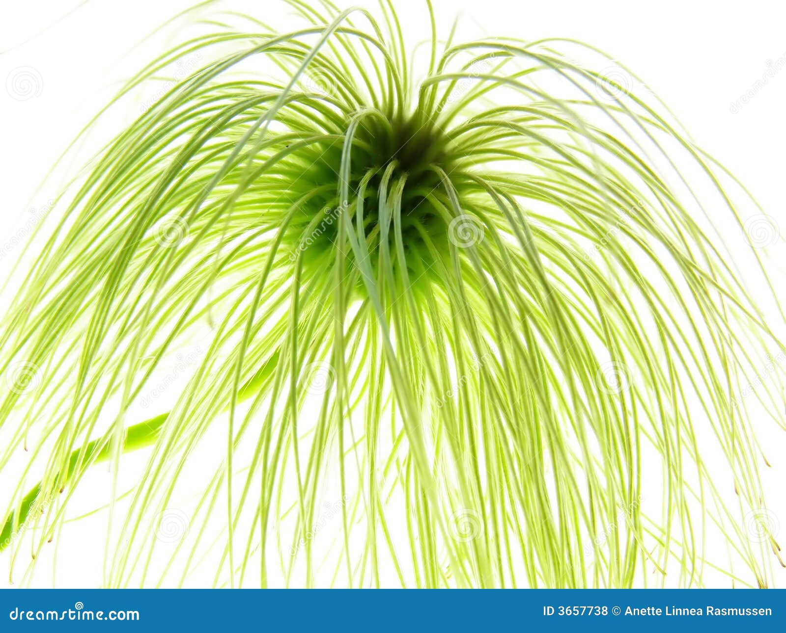 Clematis seed stock photo. Image of pappus, close, creepy - 3657738