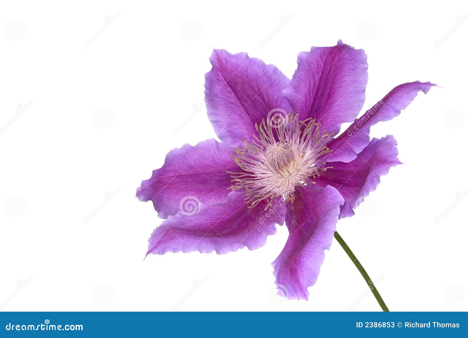 Clematis and stem stock image. Image of isolated, hybrid - 2386853