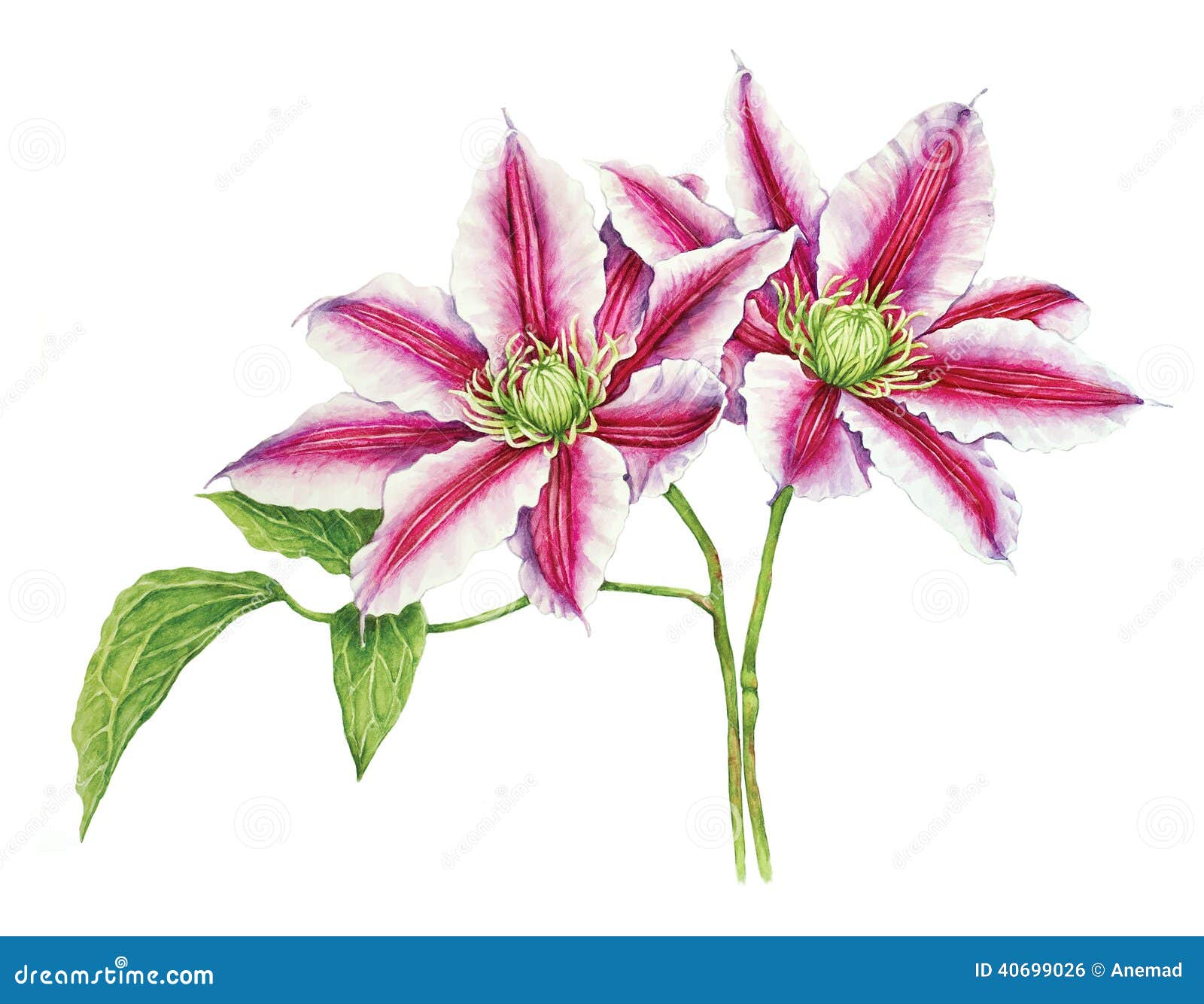 Clematis watercolor stock illustration. Illustration of flower - 40699026