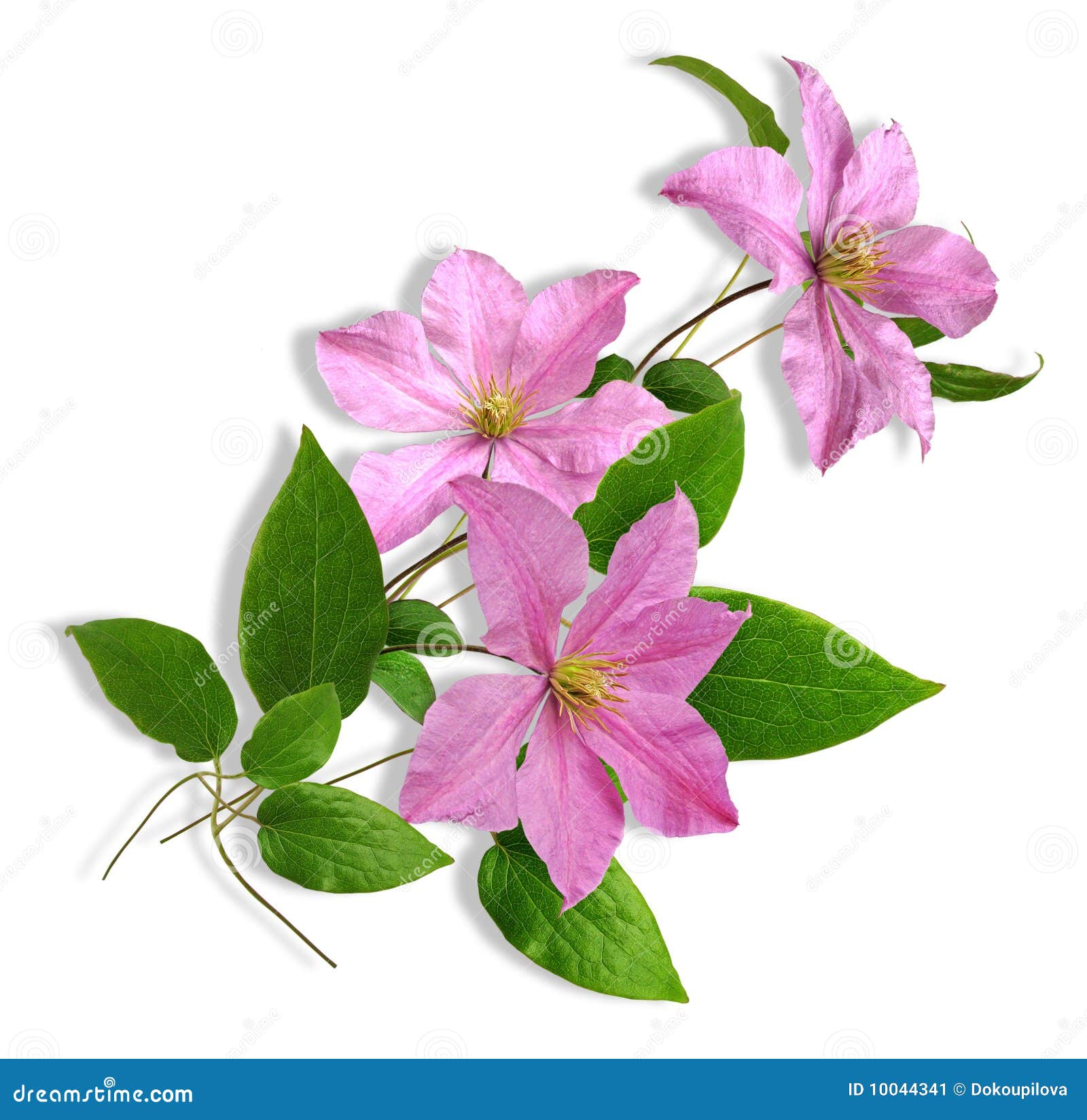 Clematis3 Cartoons, Illustrations & Vector Stock Images - 1 Pictures to ...