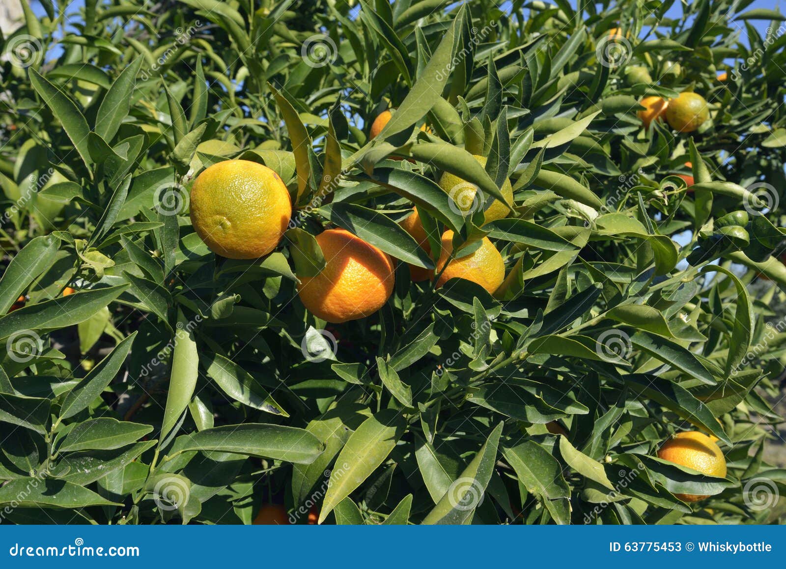 Clementina immagine stock. Immagine di arancione, orizzontale - 63775453