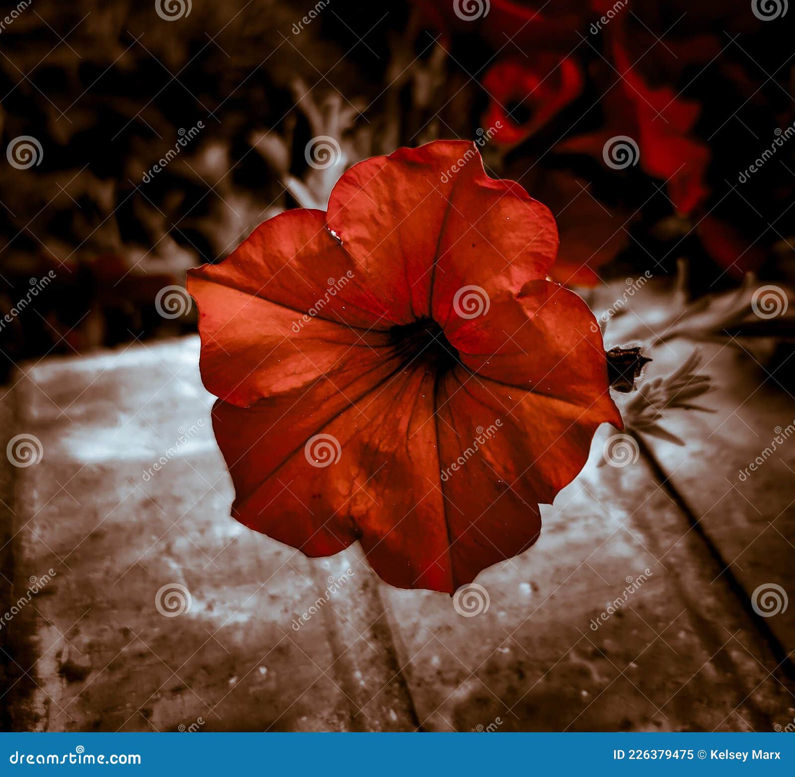 Clementine Flowers stock image. Image of flower, tree - 226379475