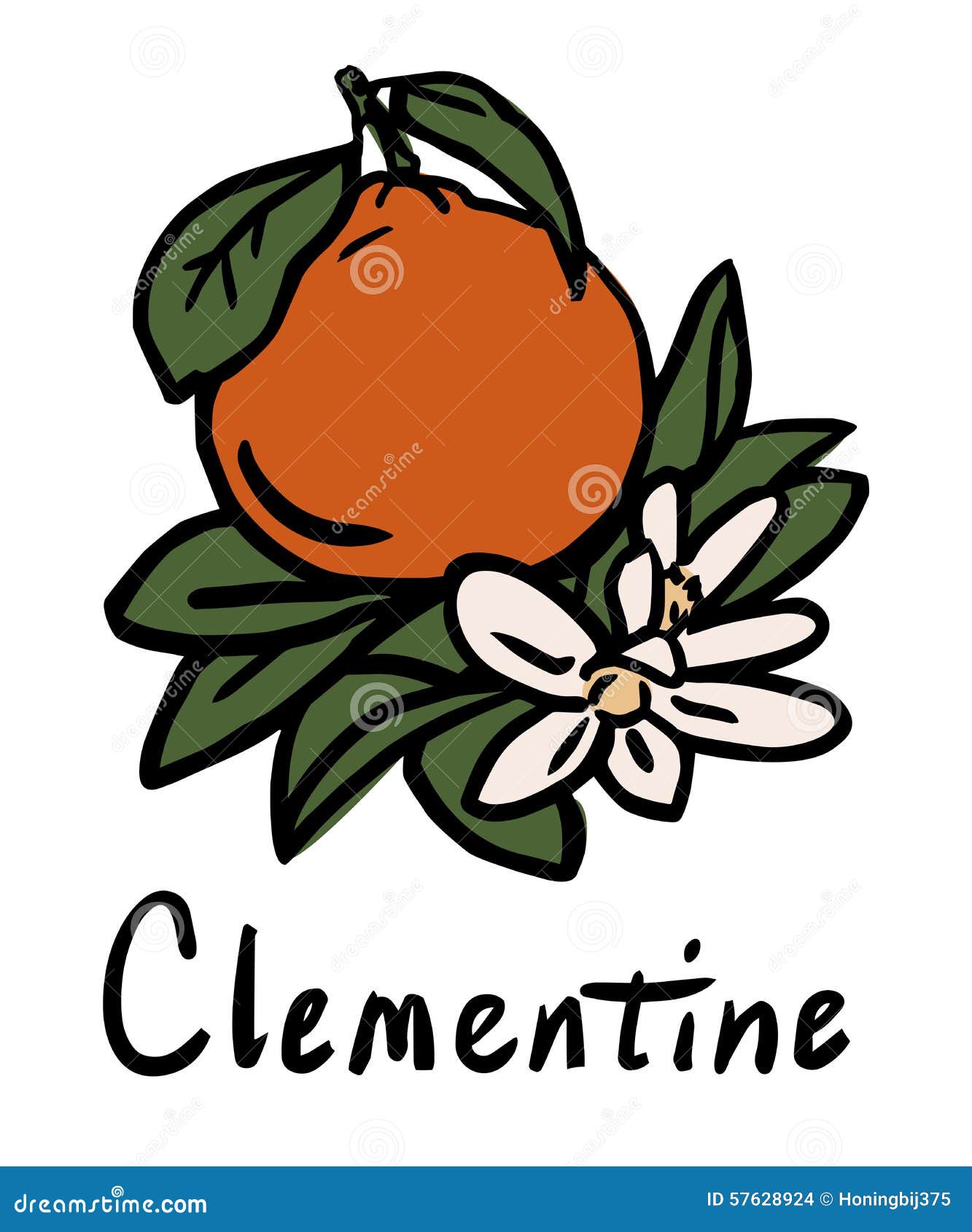 Clementine fruit stock vector. Illustration of sour, linoleum - 57628924