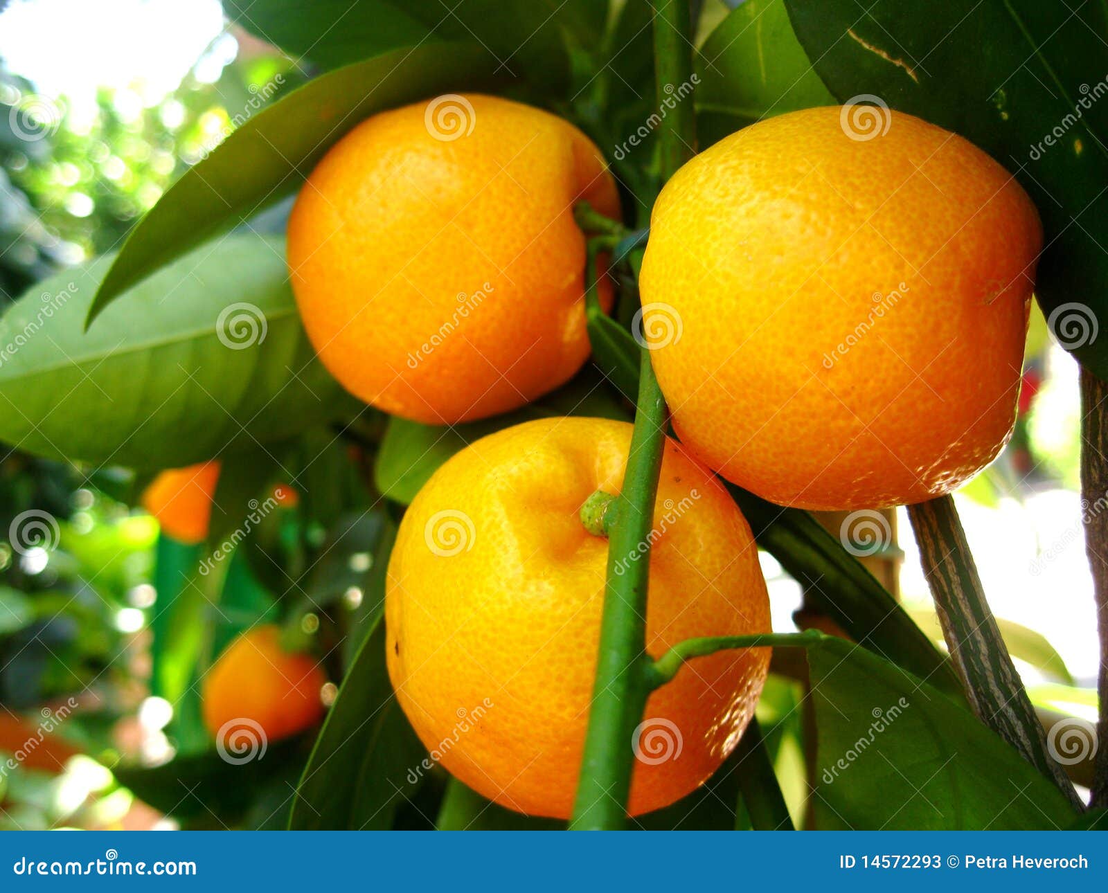 Clementine tree stock image. Image of orange, harvest - 14572293