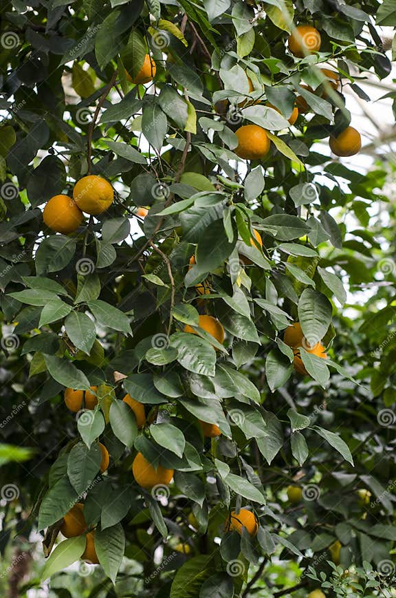 Clementine tree stock image. Image of crop, ripe, subtropical - 28533009