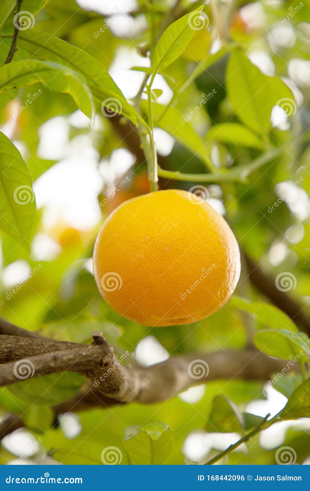 Clementine on a tree stock photo. Image of closeup, fresh - 168442096