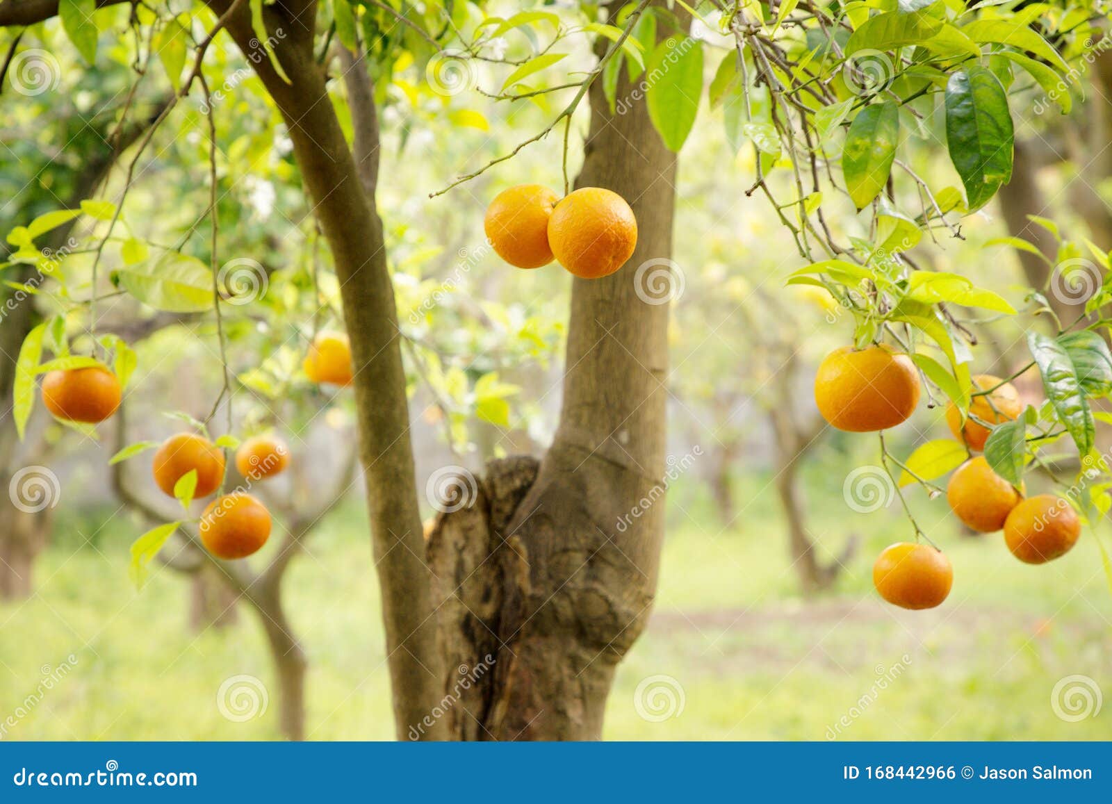 Clementine on a tree stock photo. Image of agricultural - 168442966