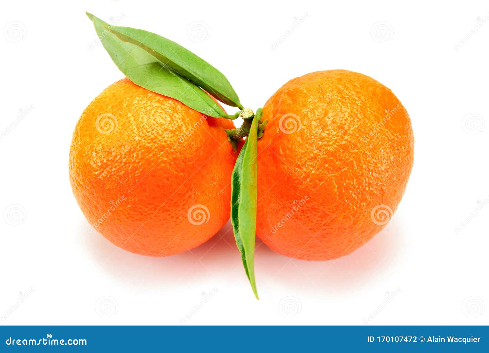 Clementines stock photo. Image of clementine, fruit - 170107472