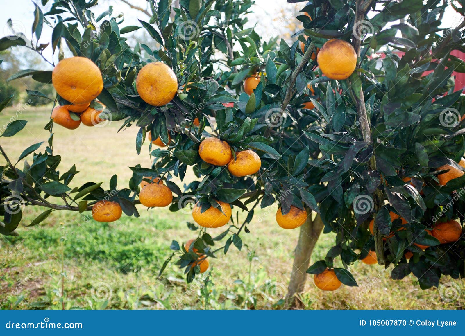 Clementines Growing on the Branches of a Tree Stock Photo - Image of ...