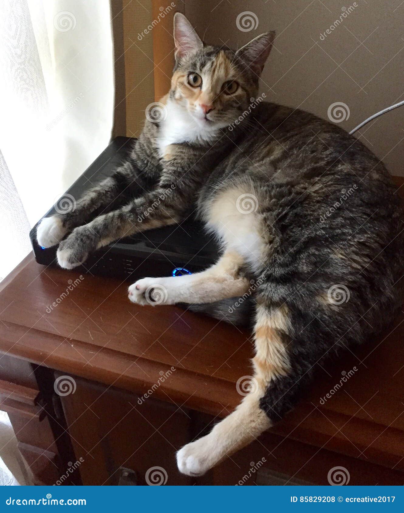 Tortoiseshell Tabby Cat stock photo. Image of tortoiseshell - 85829208