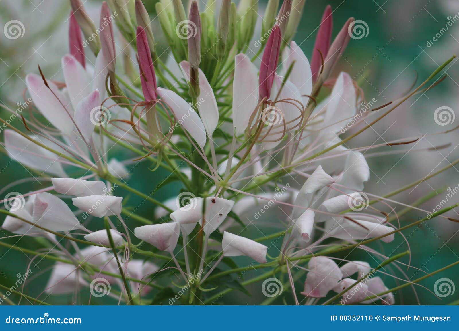 Cleome Flower in the Garden Stock Photo - Image of petals, cleome: 88352110