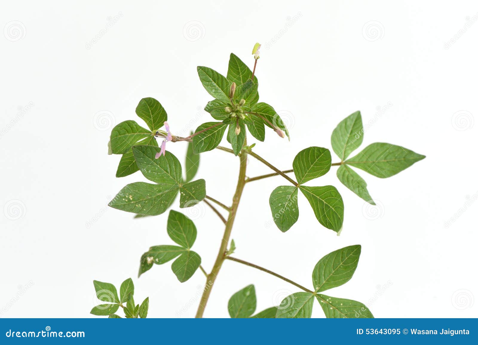 Cleome Rutidosperma HD Images Royalty-Free Stock Photo | CartoonDealer ...