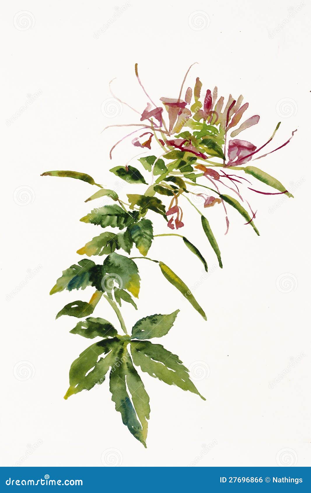 Cleome spider flower stock illustration. Illustration of deciduous ...
