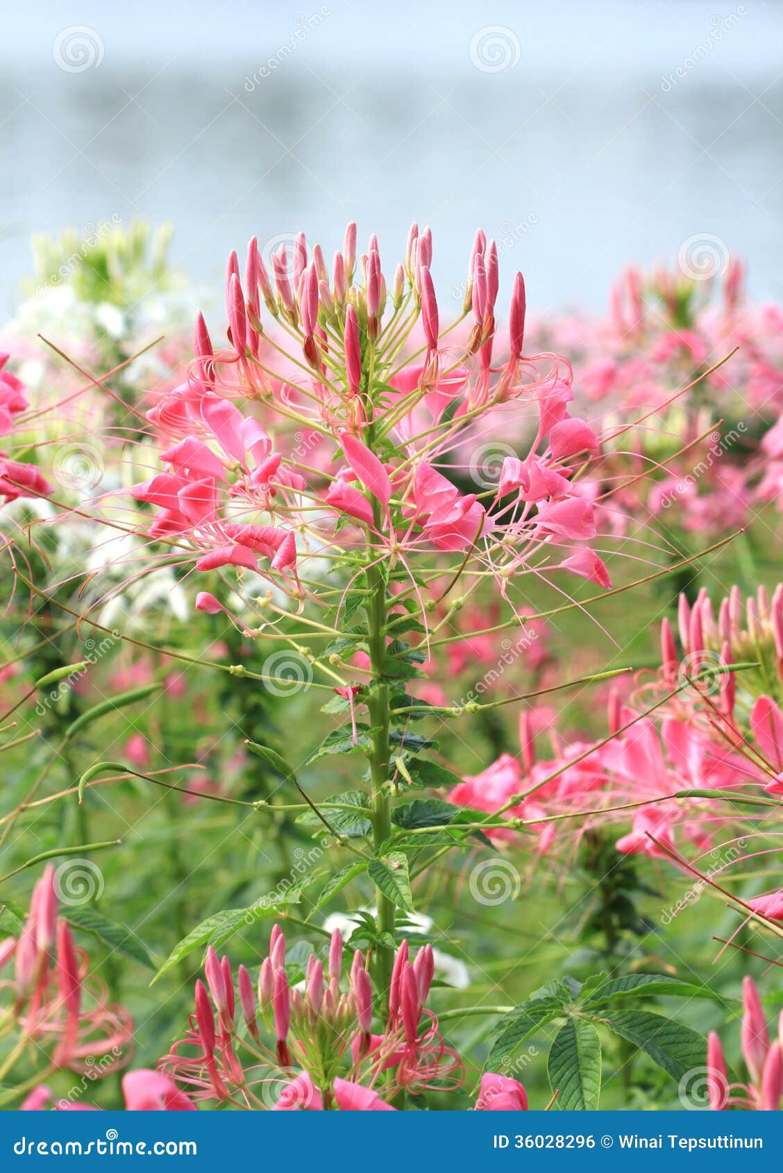 Cleome or spider flower stock photo. Image of flora, beauty - 36028296